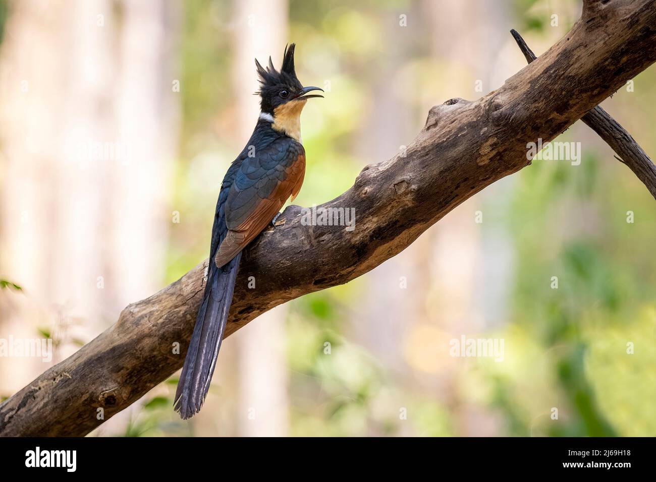 Image of Chestnut winged cuckoo on a tree branch on nature background ...