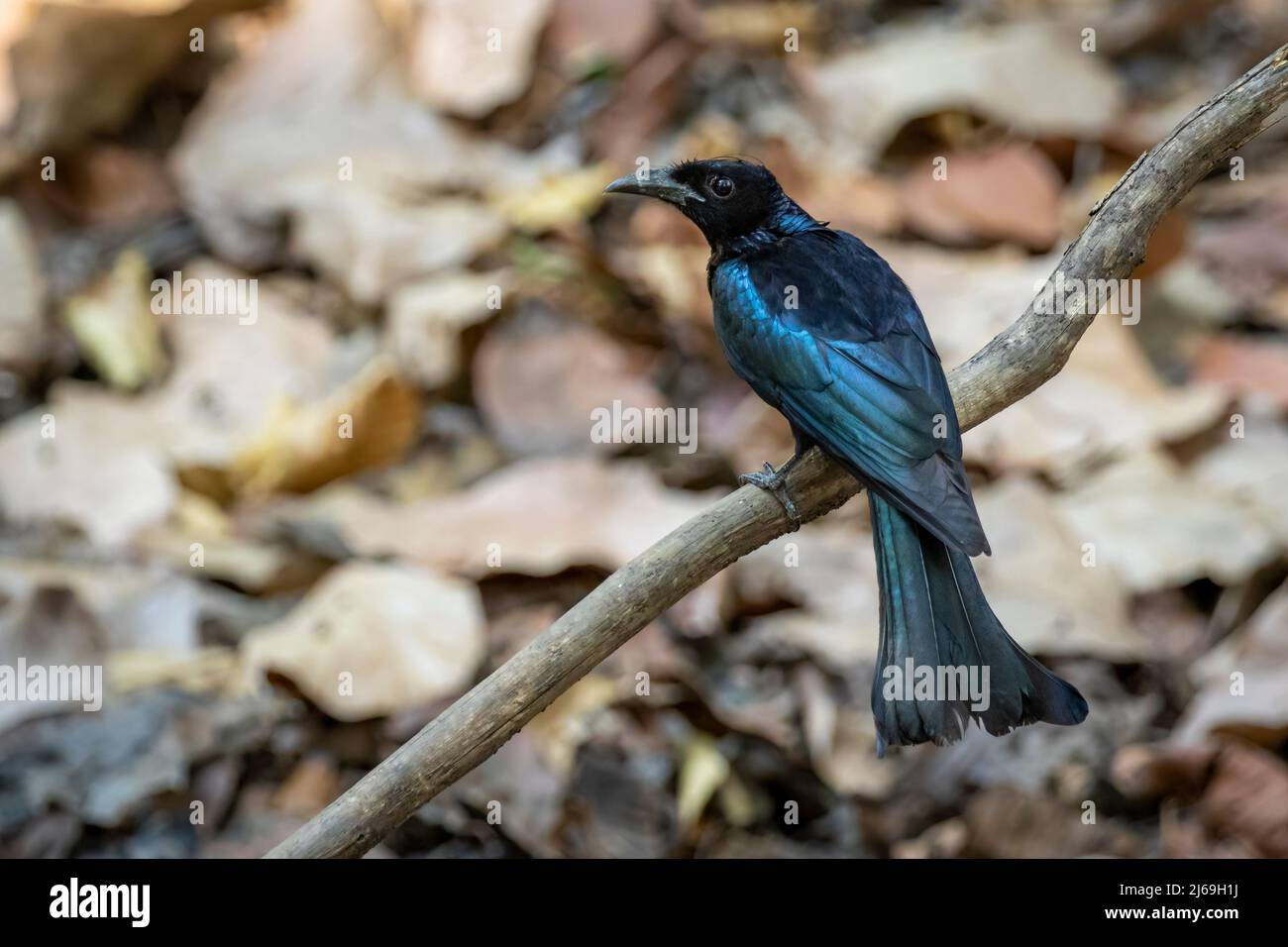Image of Hair crested drongo bird on a tree branch on nature background ...