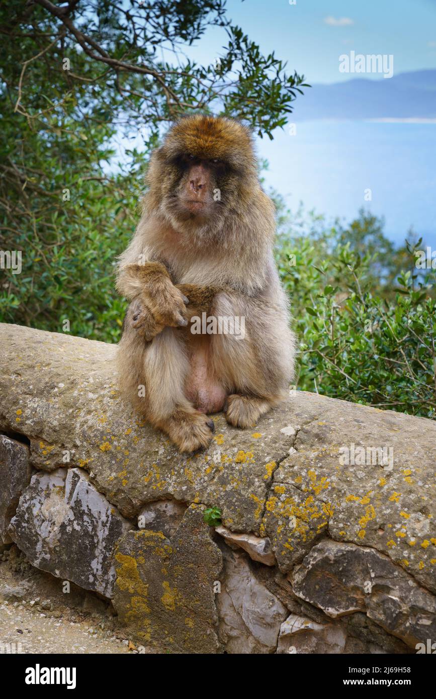 Barbary Macaques on Gibraltar Stock Photo - Alamy