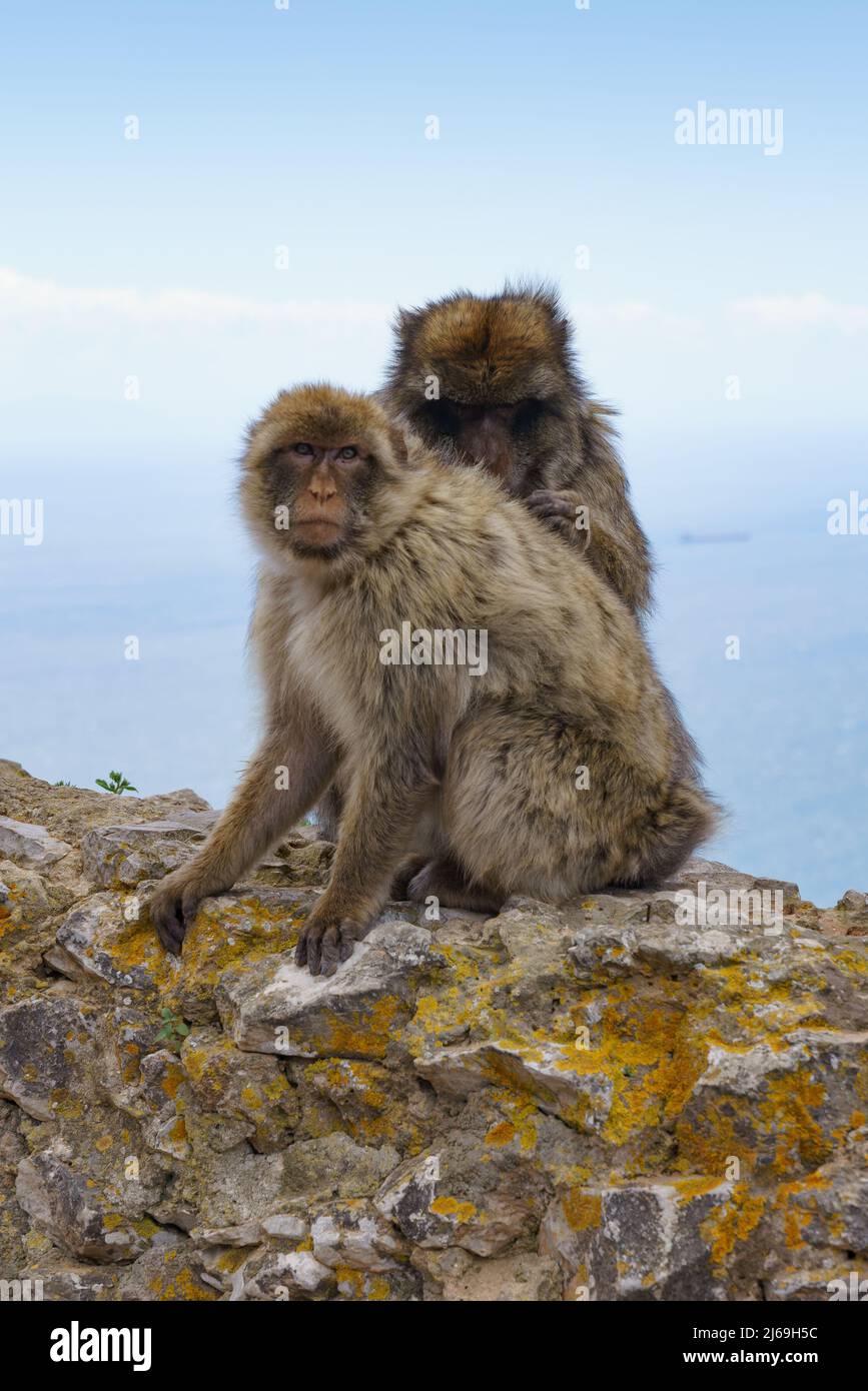 Barbary Macaques on Gibraltar Stock Photo - Alamy