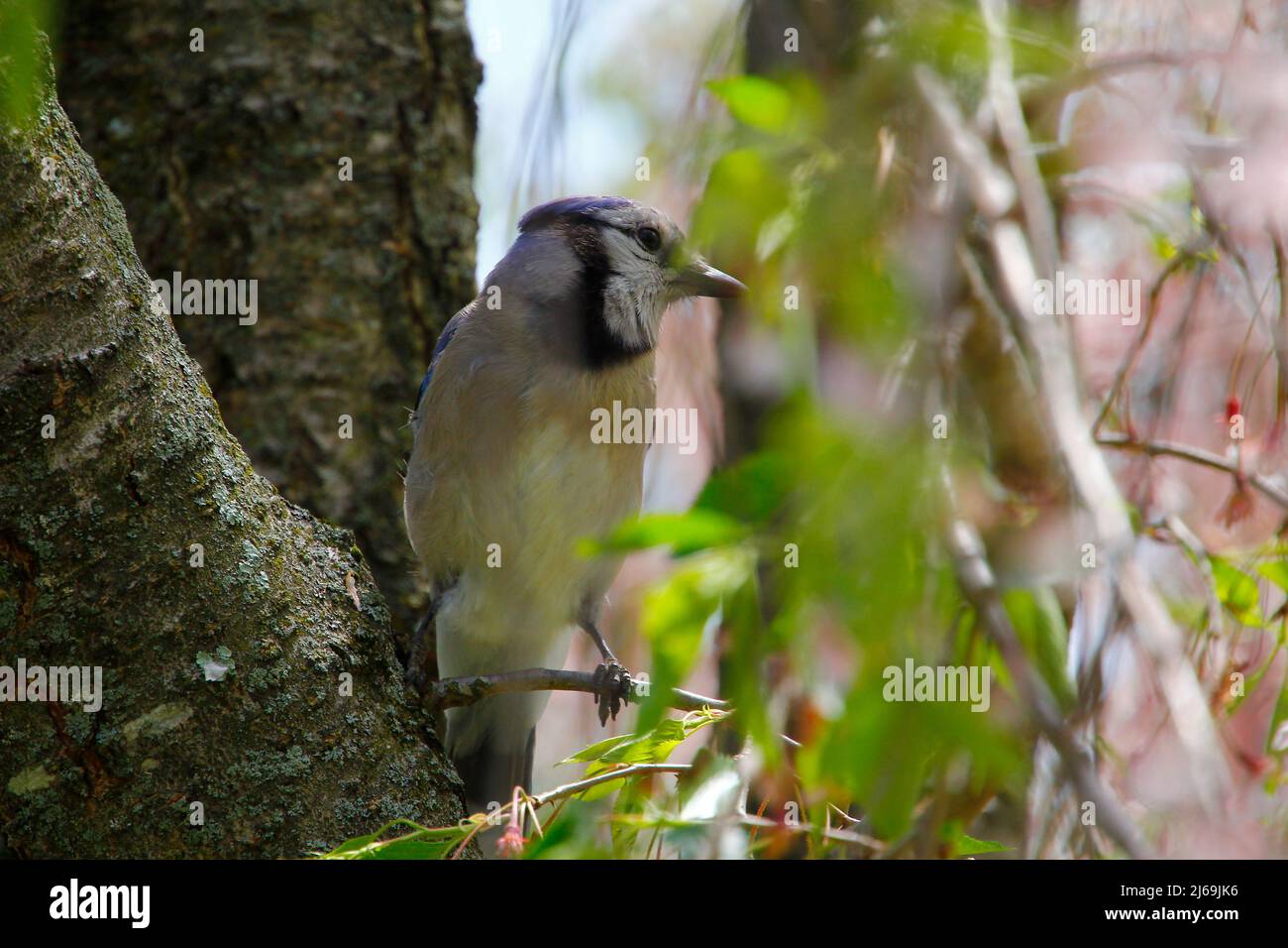 Blue jay in snowy tree hi-res stock photography and images - Alamy