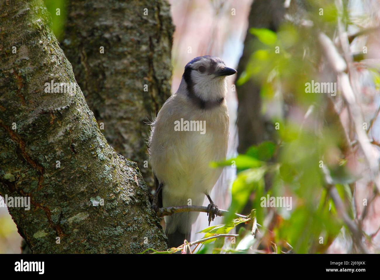 Blue Jay sitting in a tree in Spring Stock Photo - Alamy