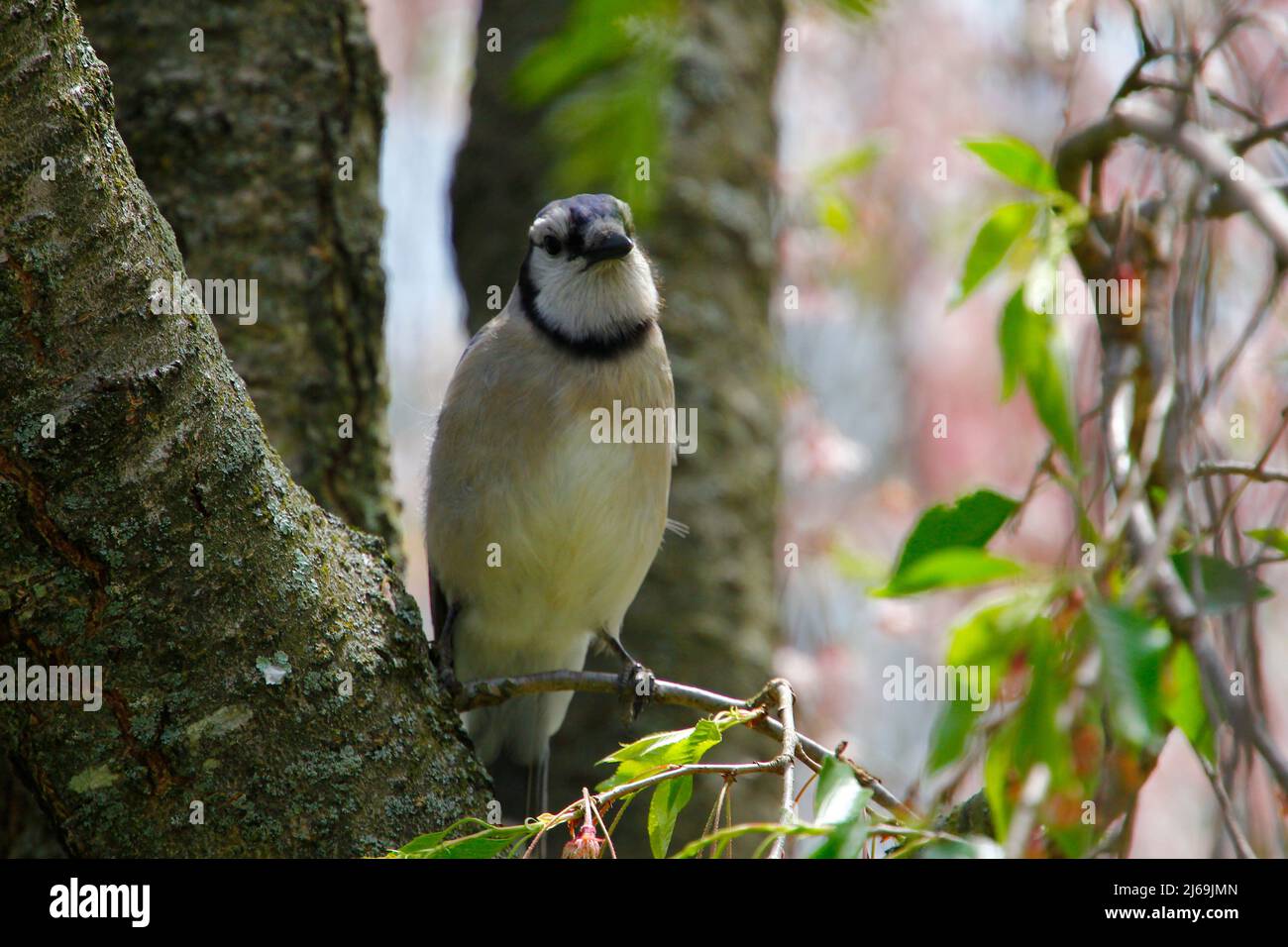 Blue Jay sitting in a tree in Spring Stock Photo - Alamy