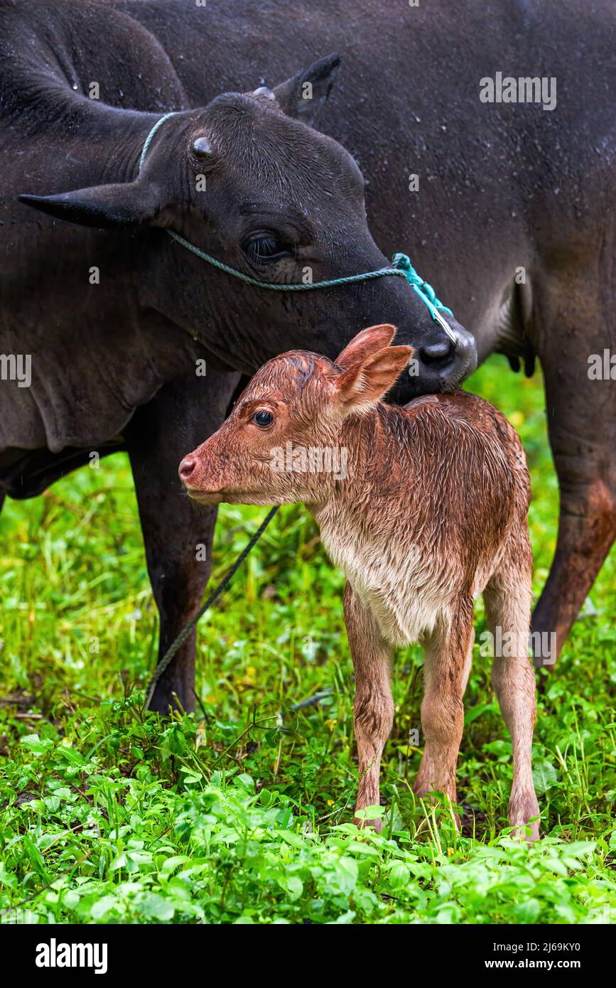 A cow is pampering her young calf outdoors Stock Photo - Alamy