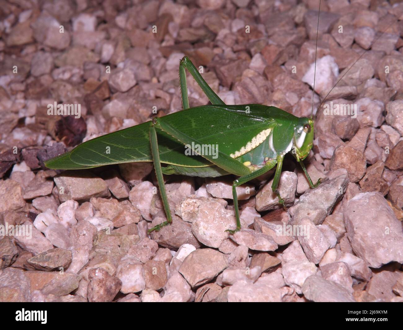 coneheaded Katydid (family Tettigoniidae) isolated on a natural dark ...