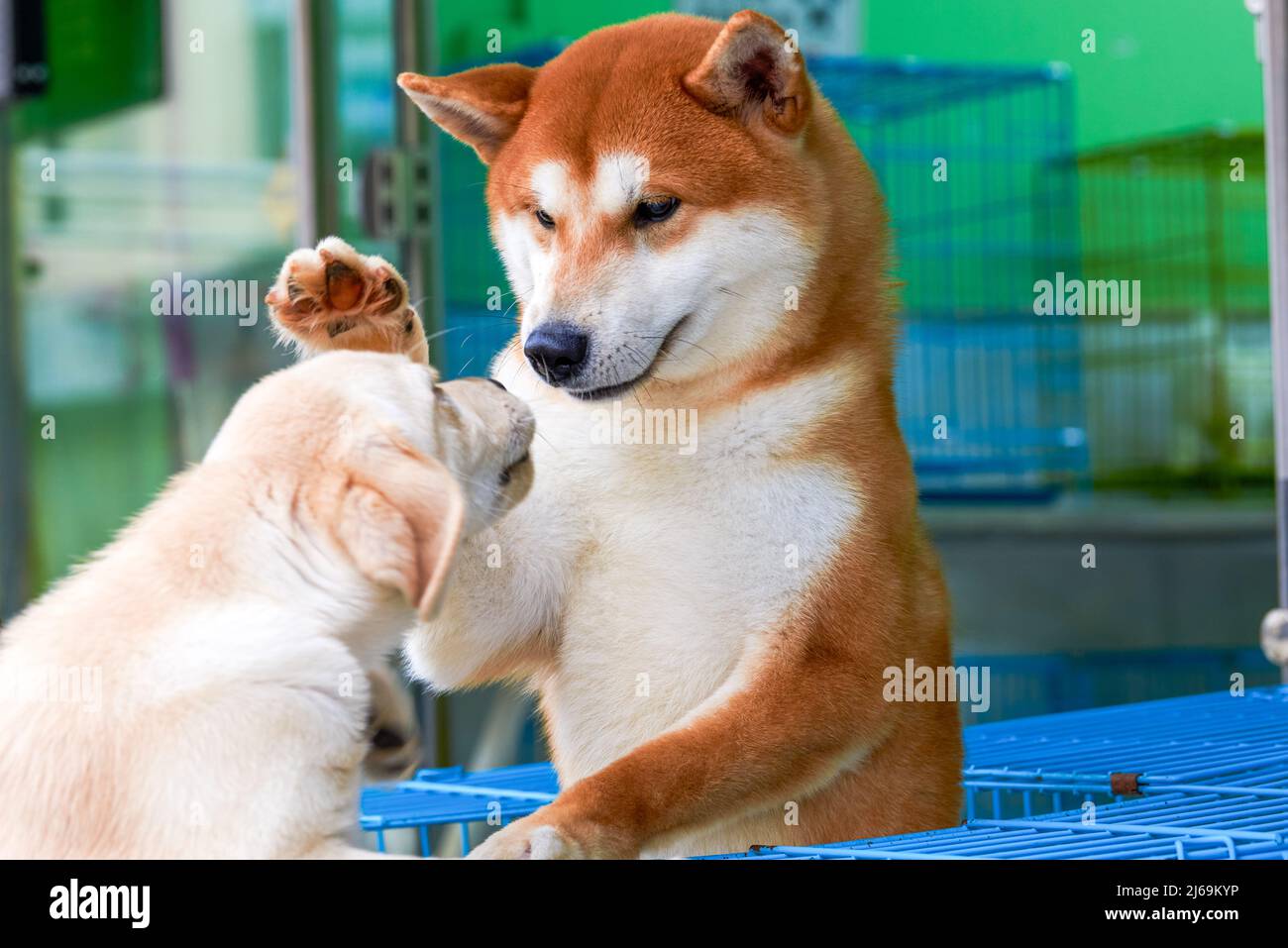Closeup adorable shiba inu hi-res stock photography and images - Alamy