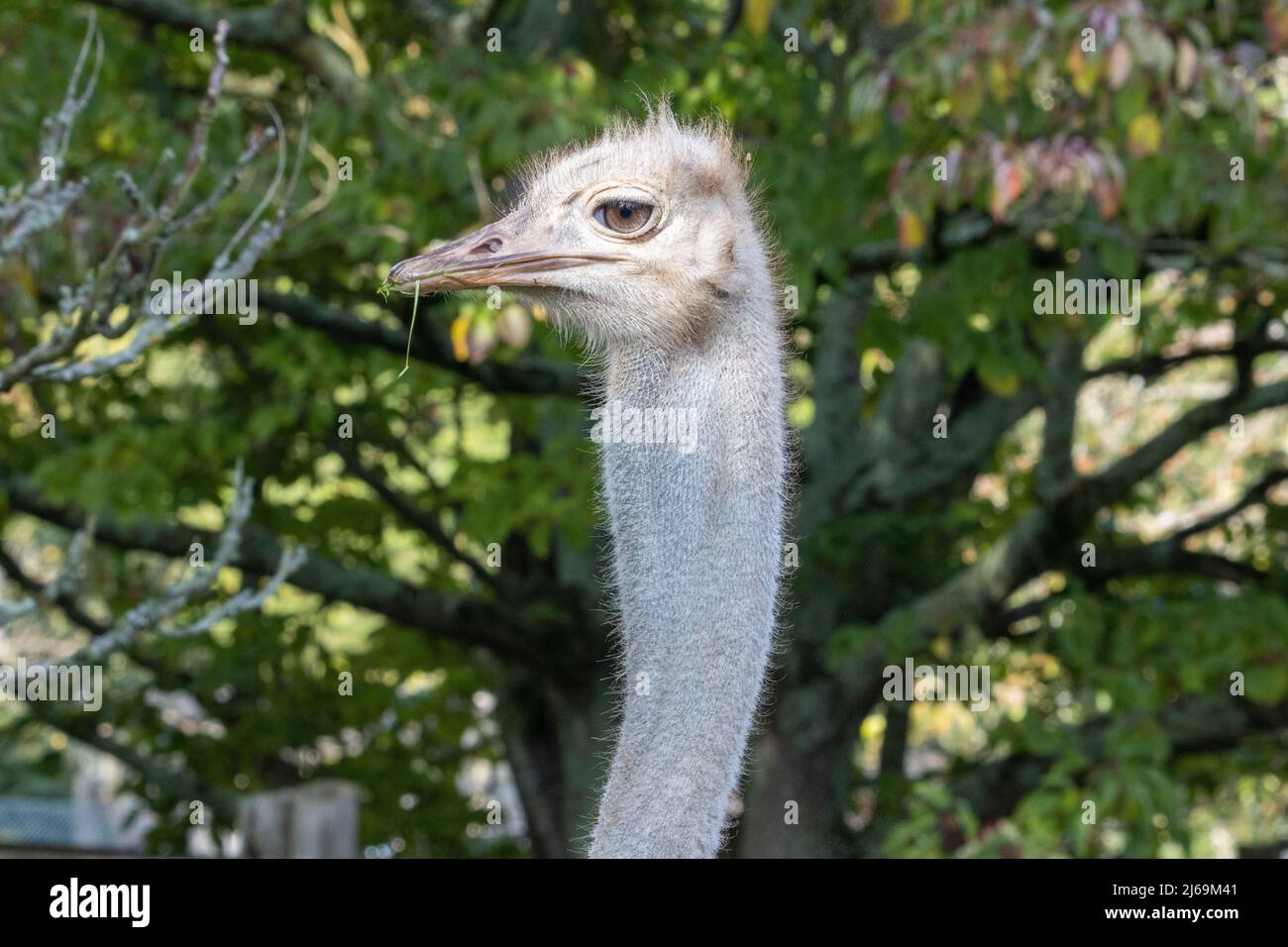 head of a Red-necked ostrich (Struthio camelus camelus) isolated on a ...