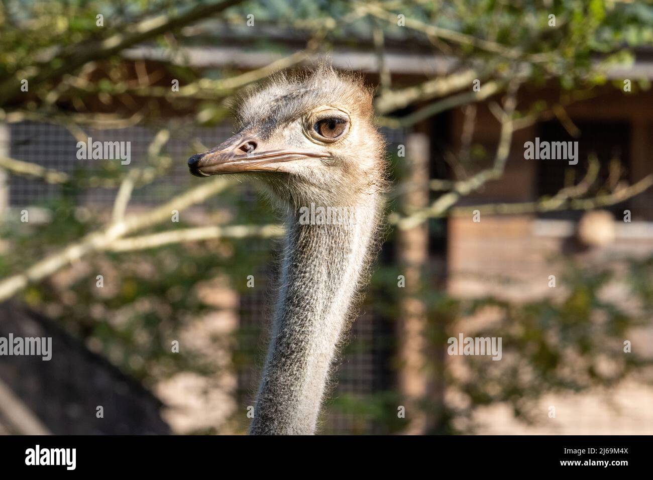 head of a Red-necked ostrich (Struthio camelus camelus) isolated with a ...