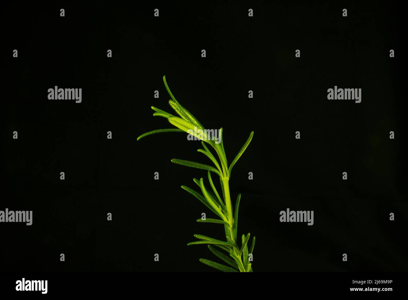 isolated single stem of the herb rosemary with yellow filtered light on ...