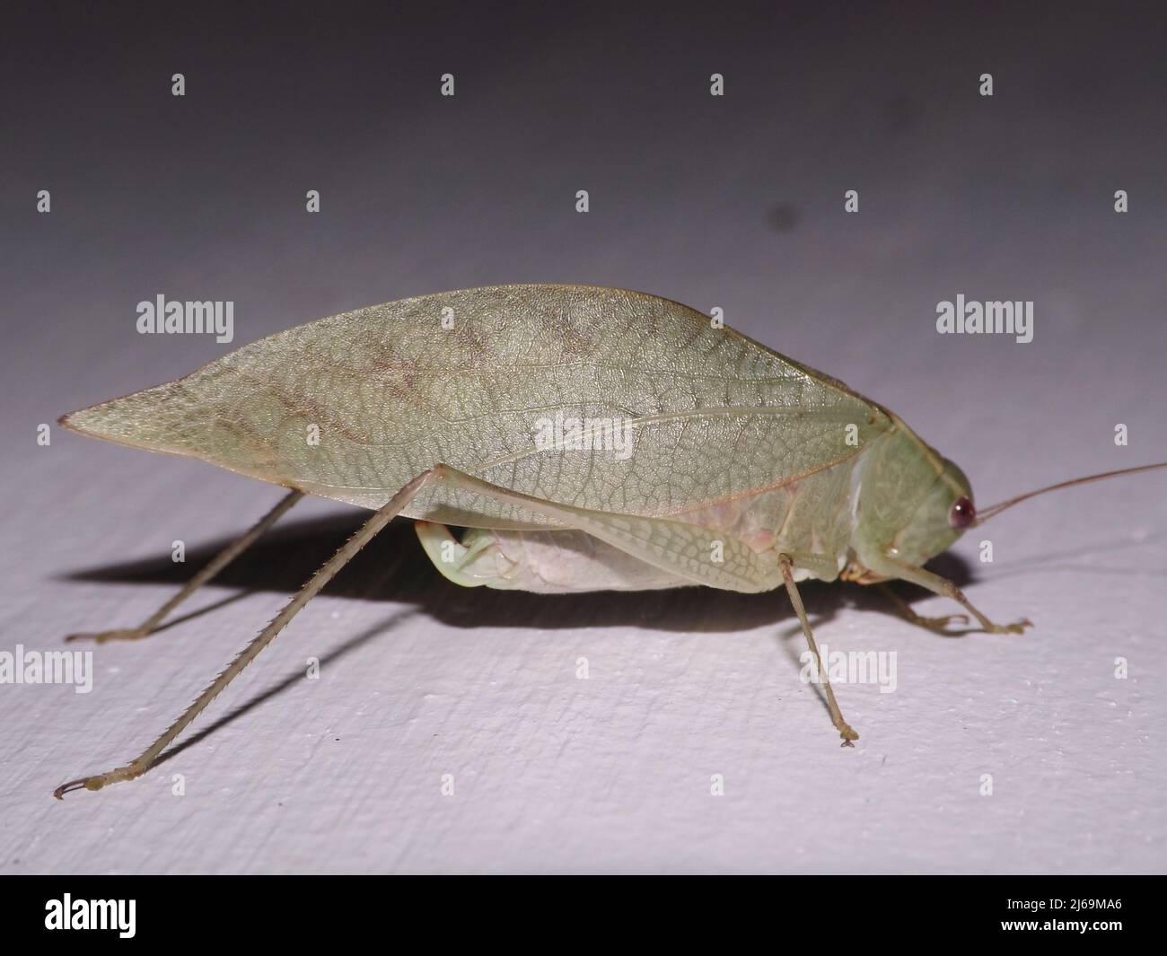 Katydid (family Tettigoniidae) isolated on a white background from the ...