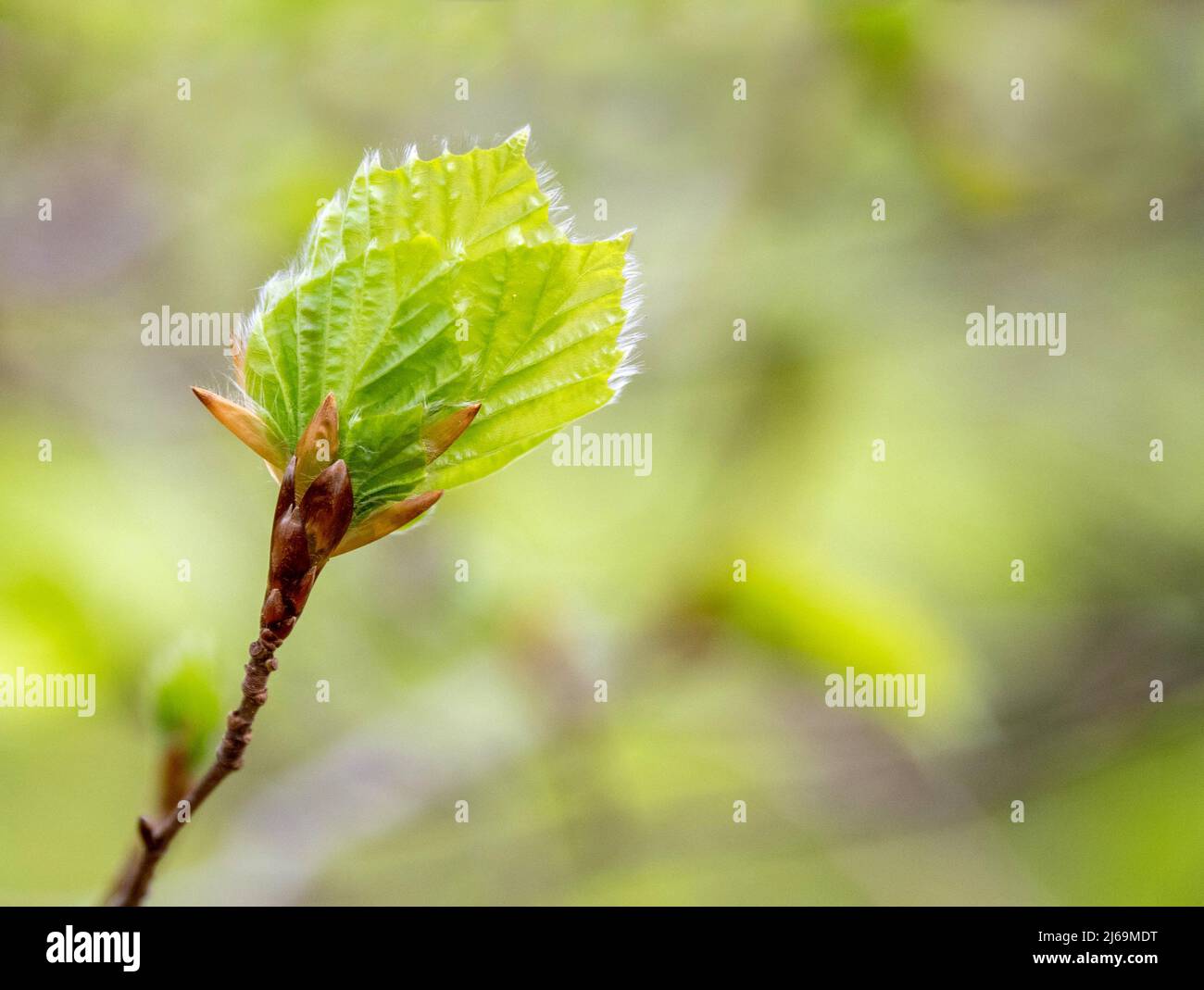 Beech trees in bud spring england hi-res stock photography and images ...