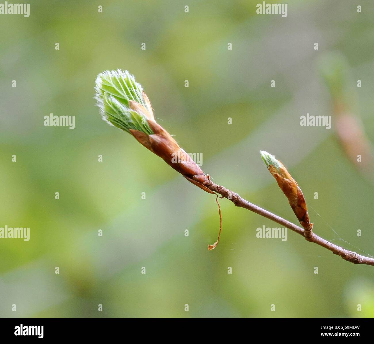 Beech buds Fagus sylvatica unfurling their hairy leaves in spring in a ...
