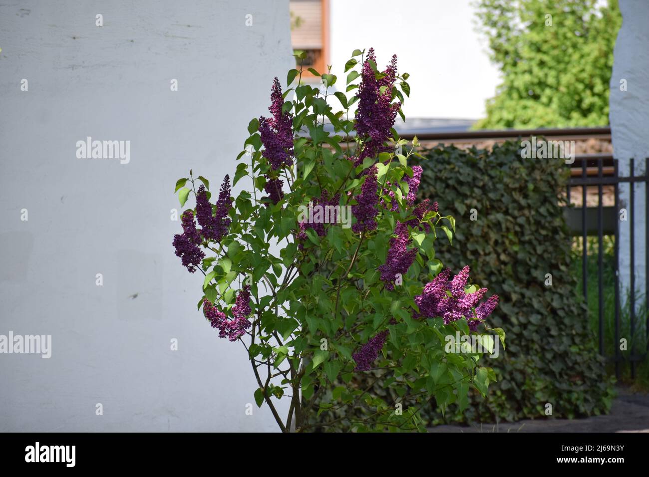 Big lilac bush in spring hi-res stock photography and images - Alamy