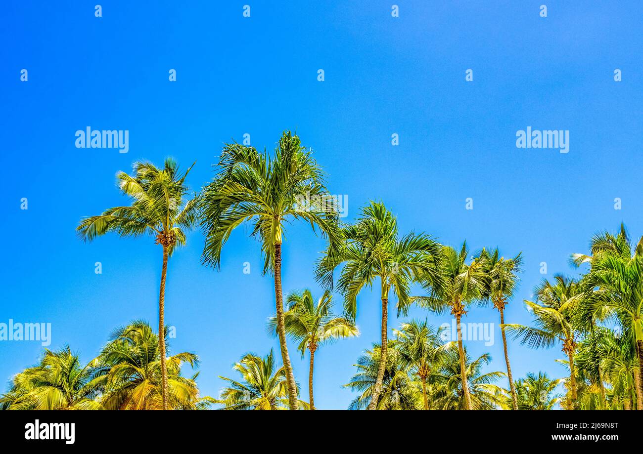Blue sky tropical palm trees hi-res stock photography and images - Alamy