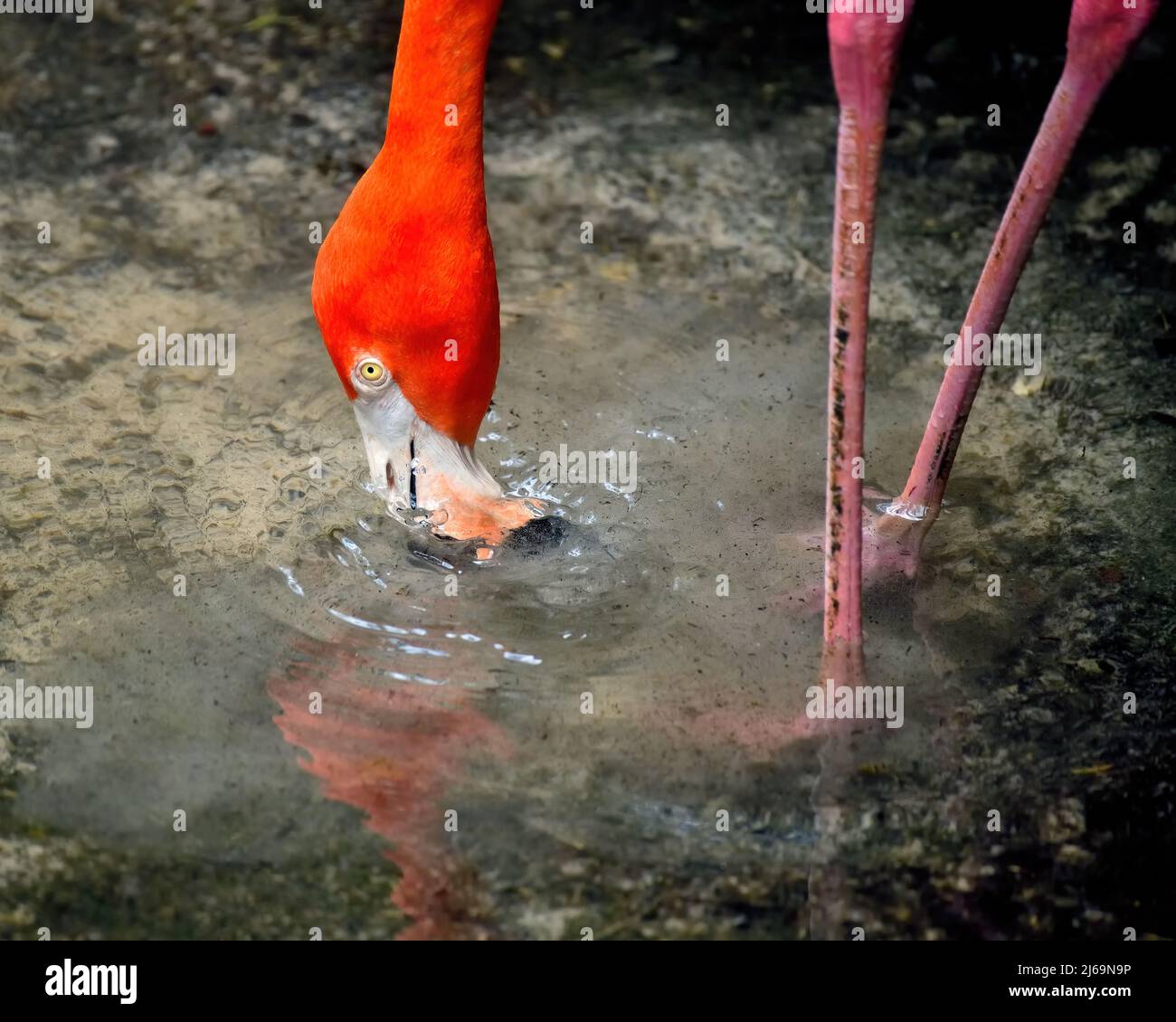 Flamingo drinking water from fresh water spring Stock Photo - Alamy