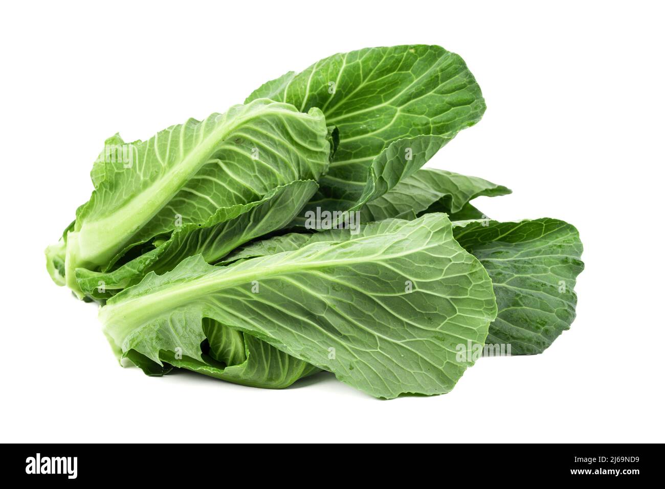 Freshly harvested Cibes on isolated white background Stock Photo - Alamy