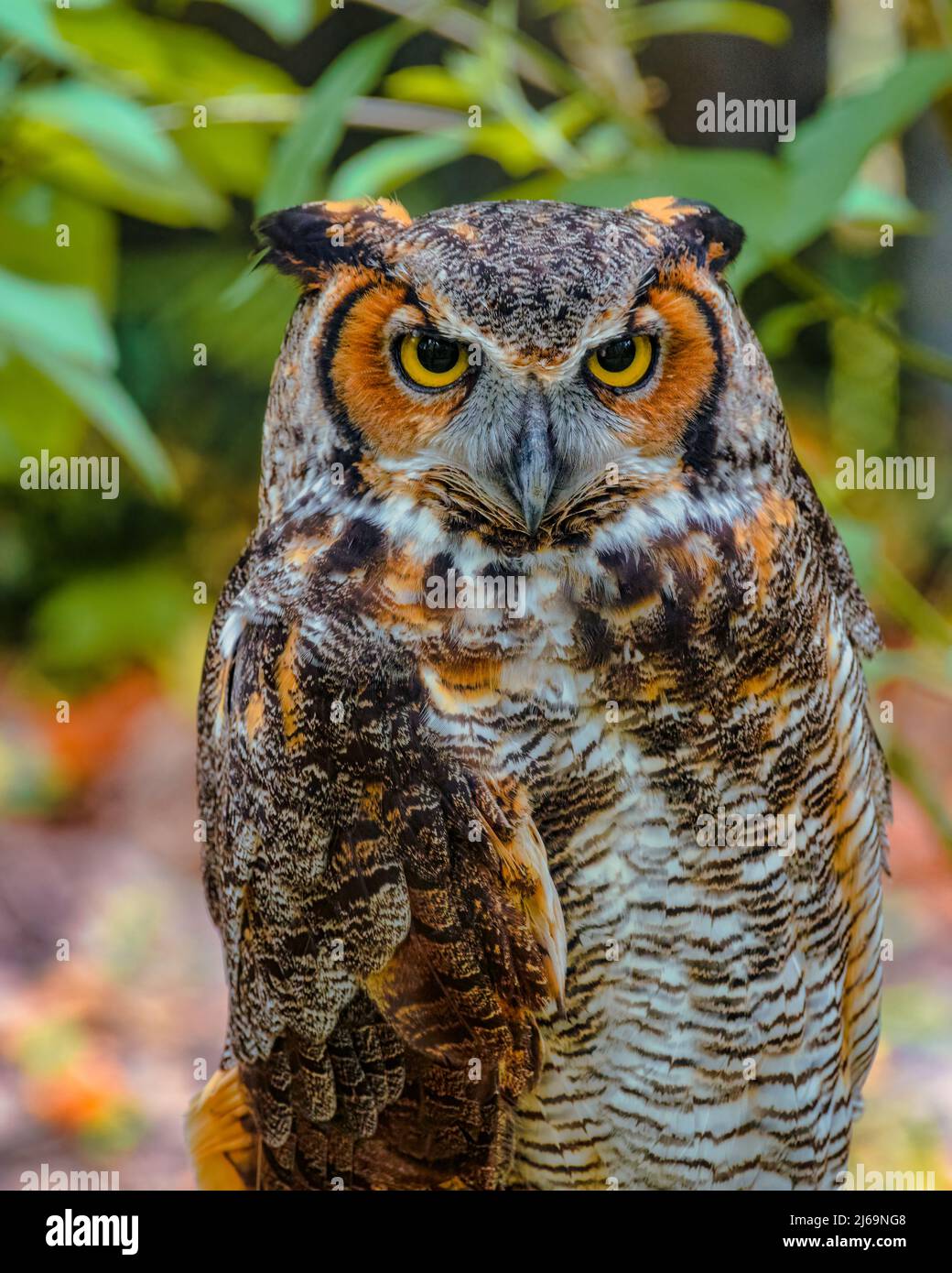 Horned beak hi-res stock photography and images - Alamy