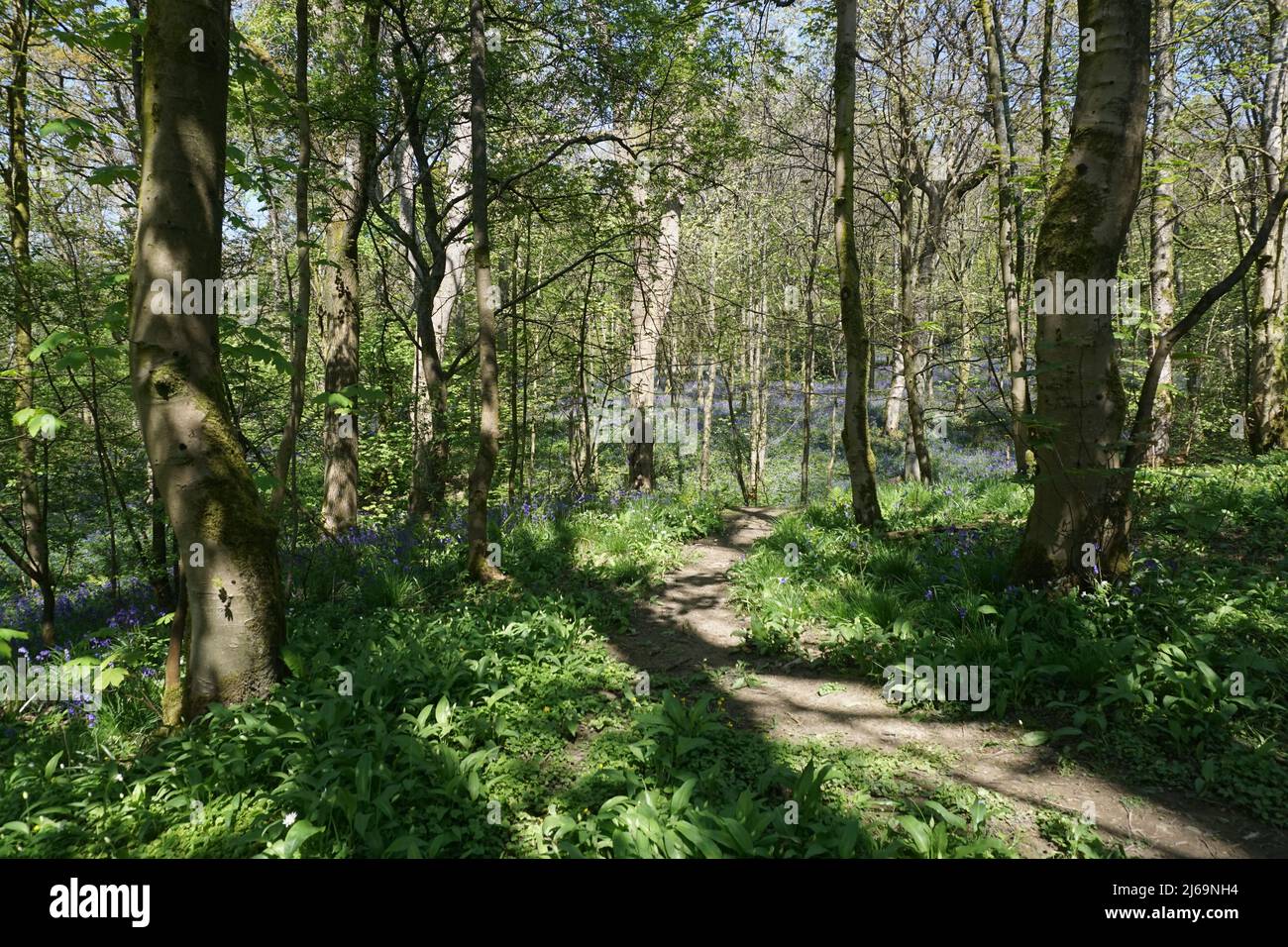 Spring Wood, Whalley, Lancashire Stock Photo - Alamy