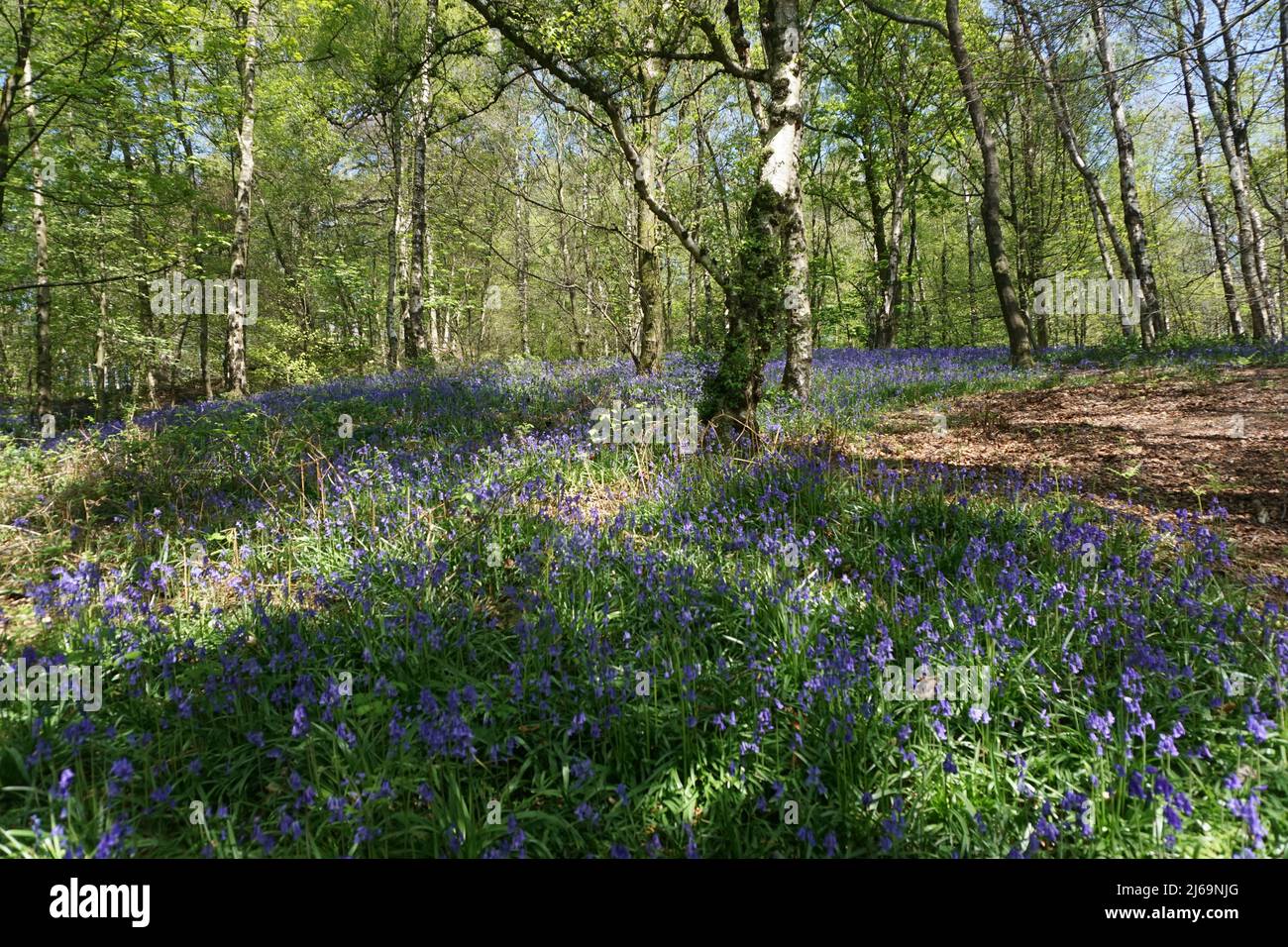 Spring Wood, Whalley, Lancashire Stock Photo - Alamy