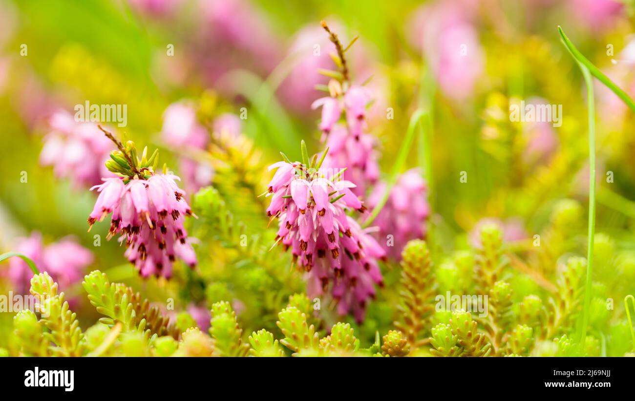 Erica carnea flowers on a blurred background. Pink erica carnea among ...