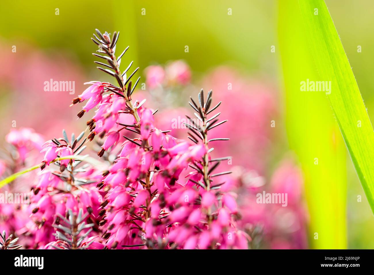 Erica carnea flowers on a blurred background. Pink erica carnea among ...