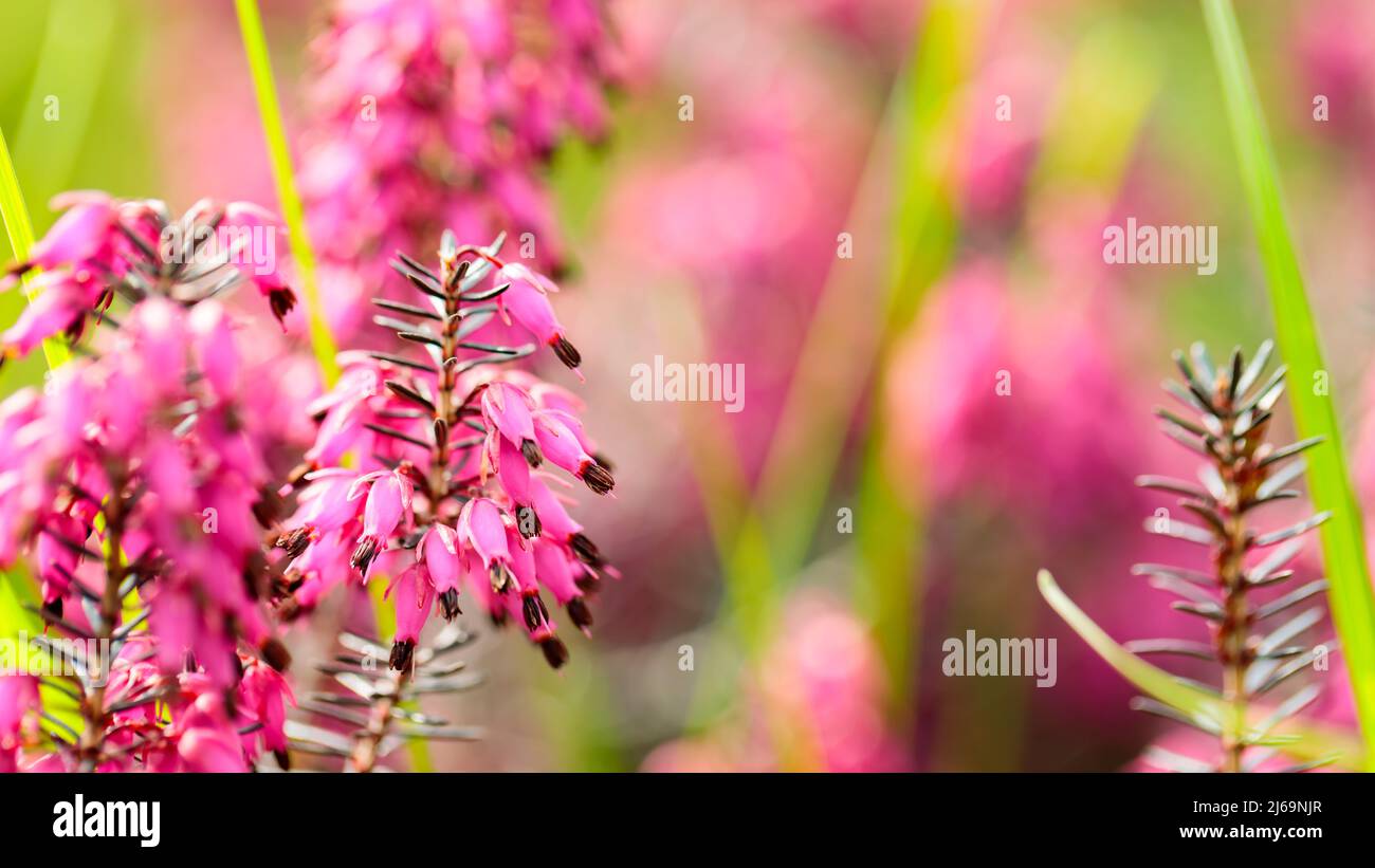 Erica carnea flowers on a blurred background. Pink erica carnea among ...