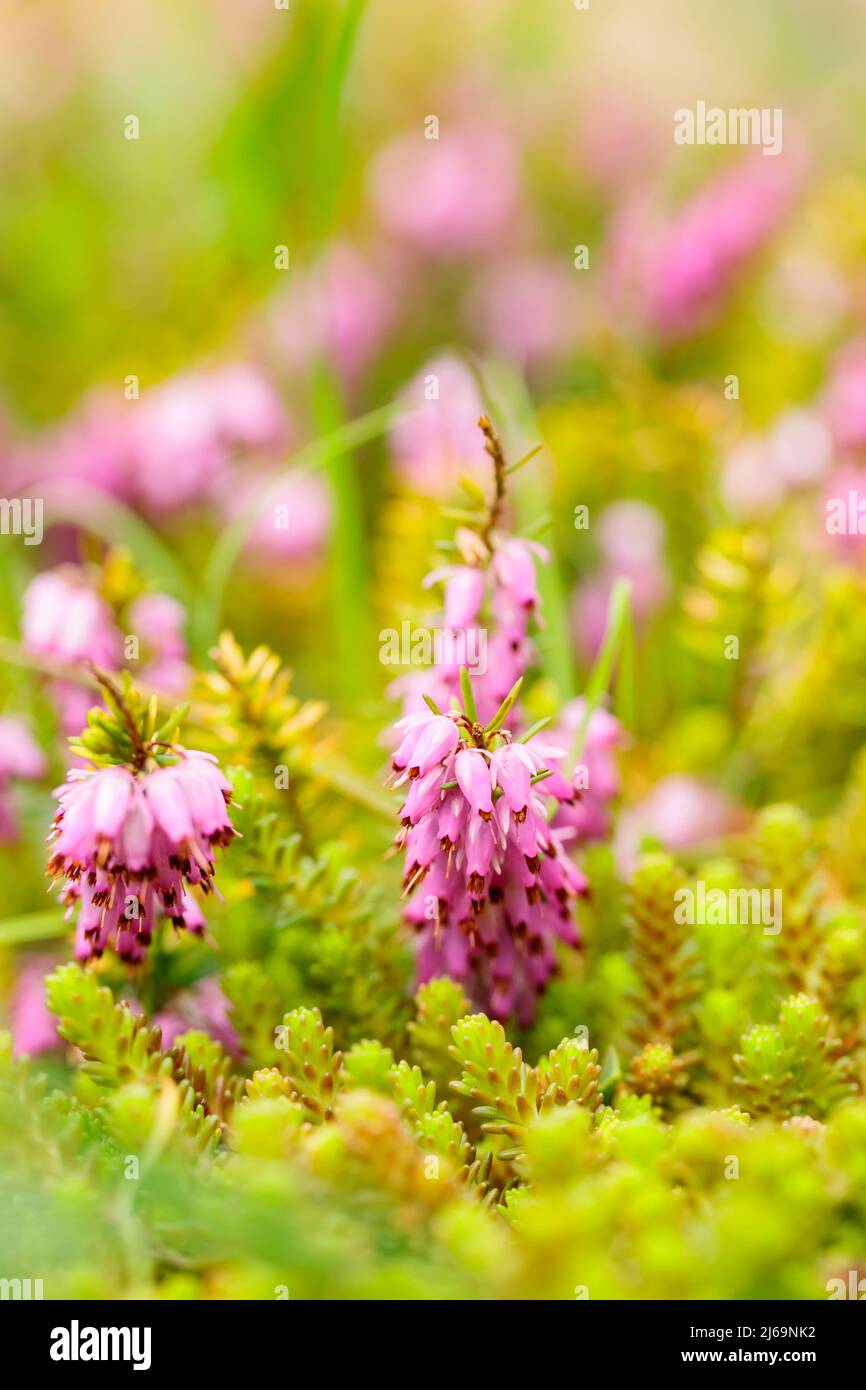 Erica carnea flowers on a blurred background. Pink erica carnea among ...