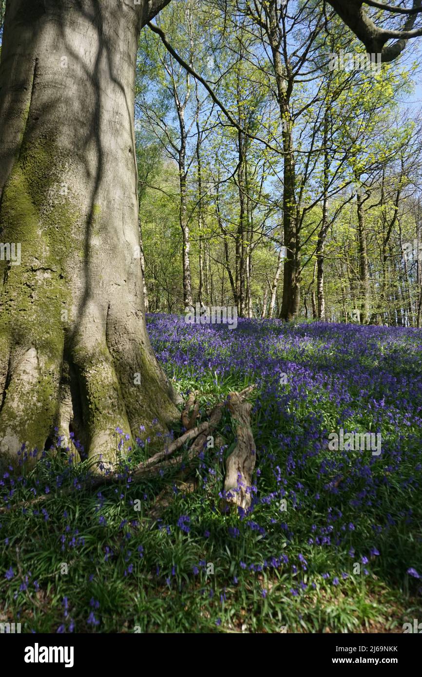 Spring Wood, Whalley, Lancashire Stock Photo - Alamy