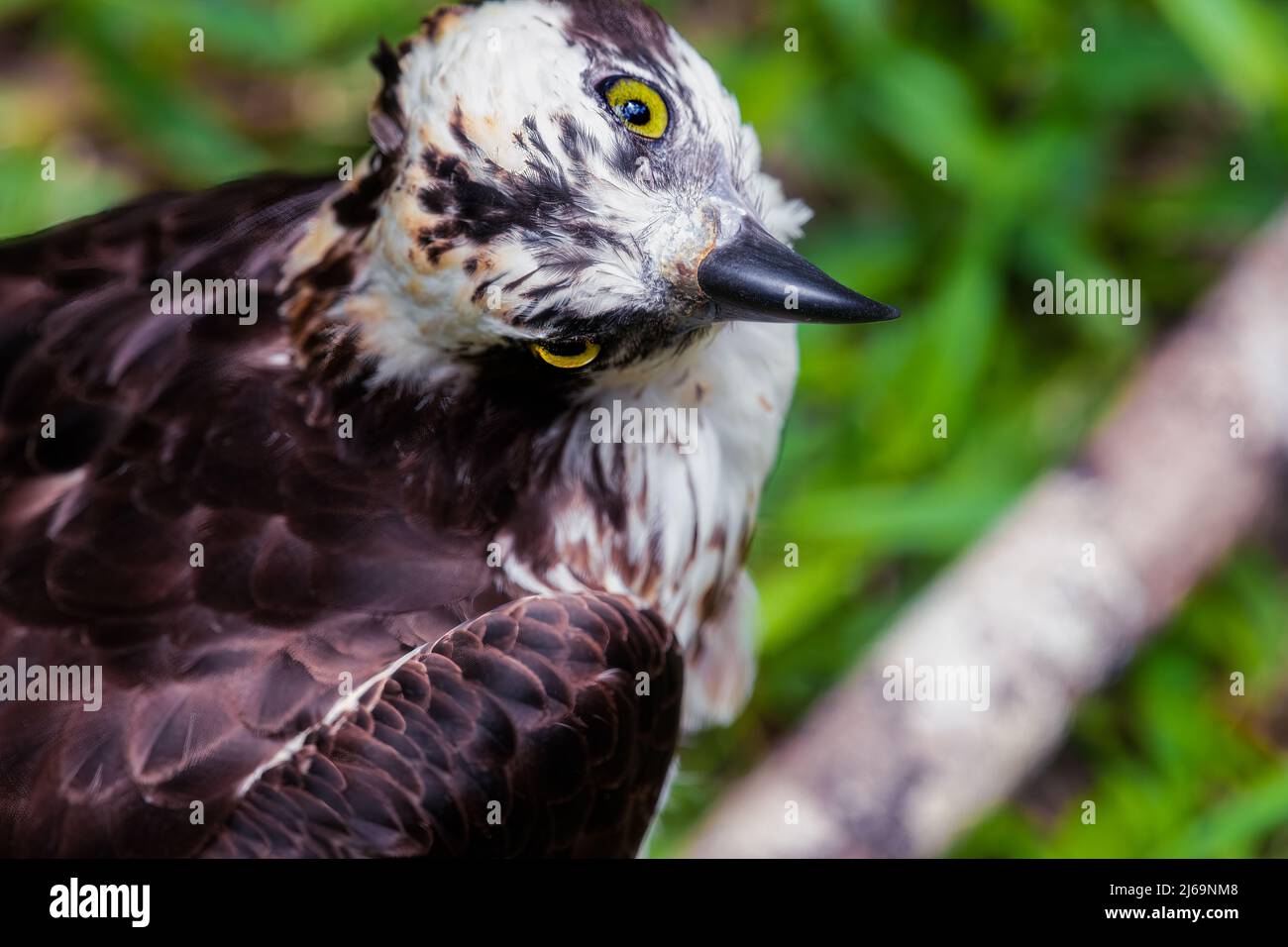 Osprey looking up Stock Photo - Alamy