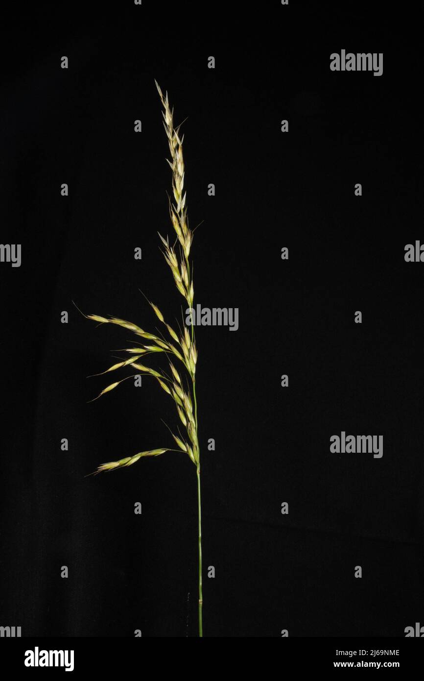 single grass seed head with white light and isolated on a black ...