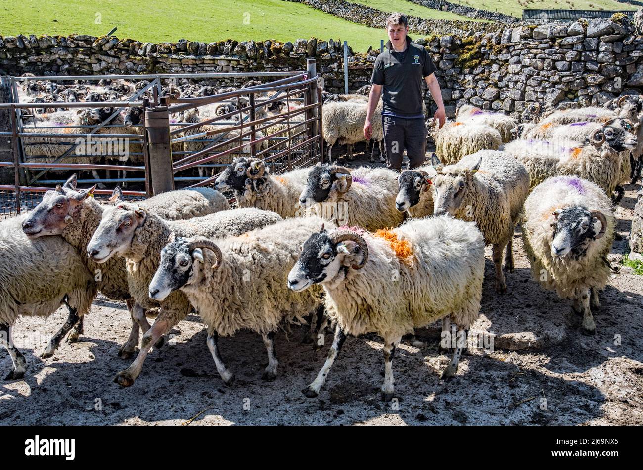 Relocating sheep lorry delivery sheep hi-res stock photography and ...