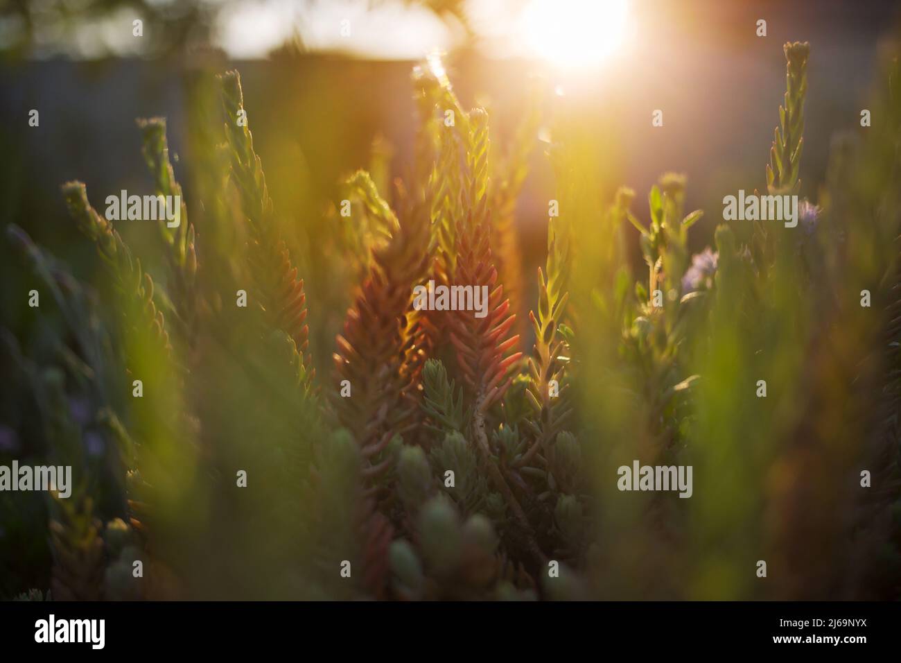 Gaeden plant hi-res stock photography and images - Alamy