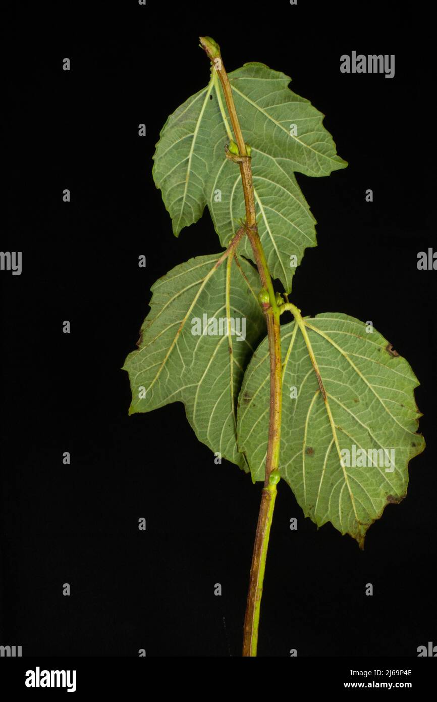underside of wild redcurrant (Ribes rubrum) leaves isolated with white ...