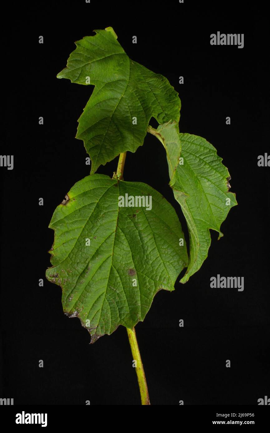 wild redcurrant (Ribes rubrum) leaves isolated with white light on a ...