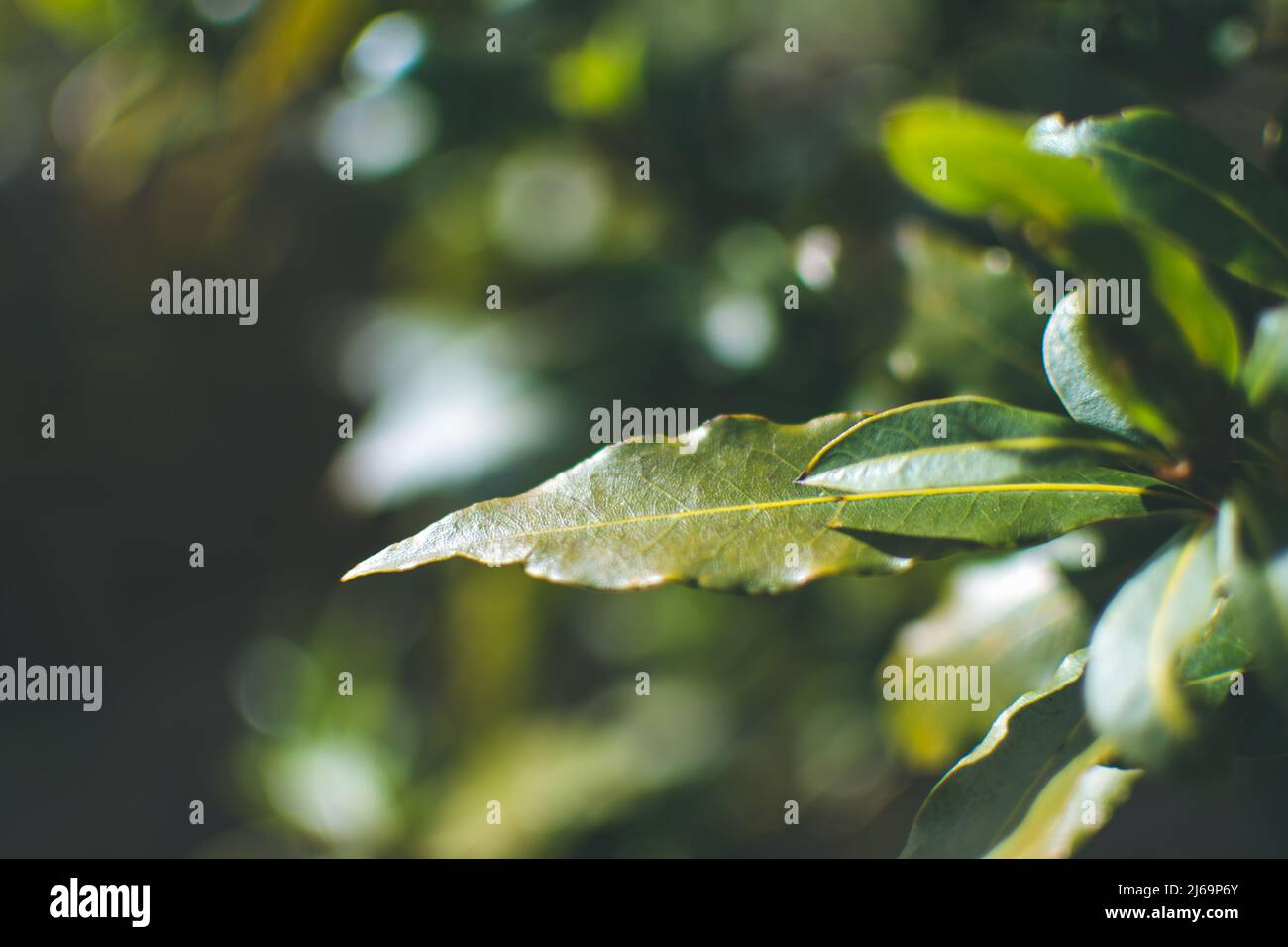 Greenwhich park london hi-res stock photography and images - Alamy