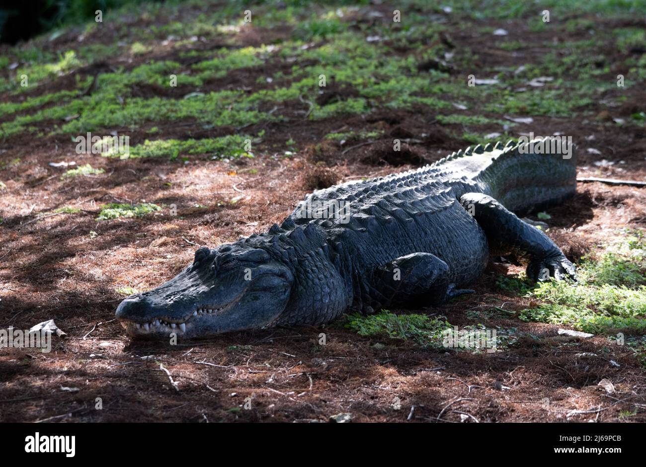 Gator resting hi-res stock photography and images - Alamy