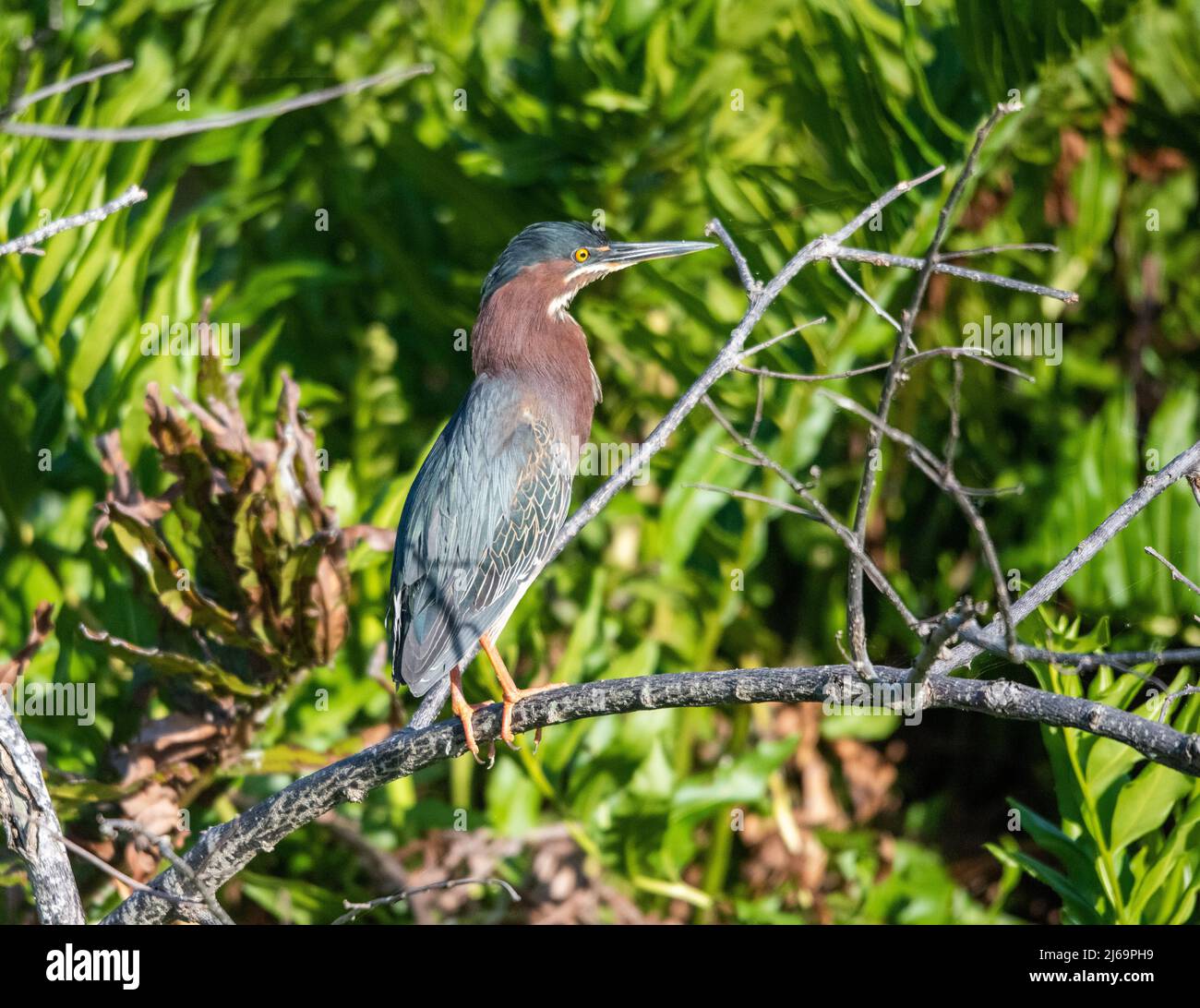 Bird with reddish neck hi-res stock photography and images - Alamy
