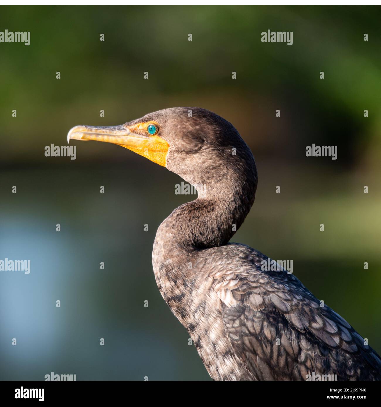 Cormorant eye hi-res stock photography and images - Alamy