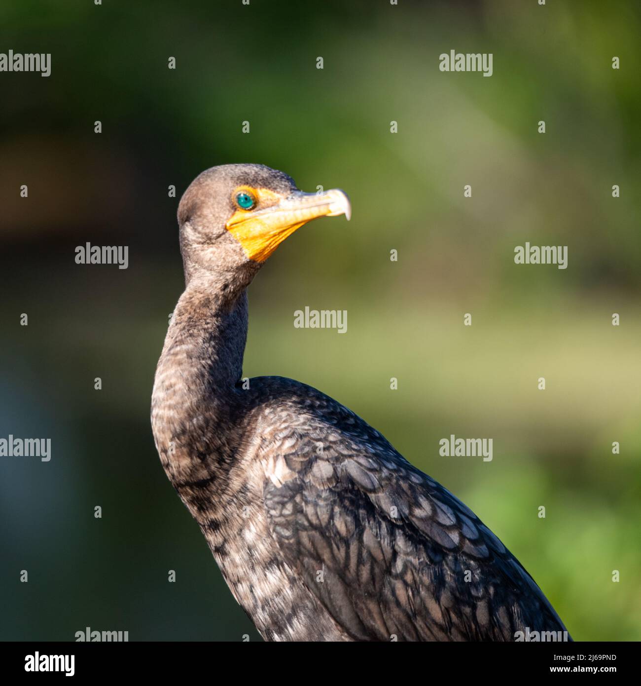 Cormorant eye hi-res stock photography and images - Alamy