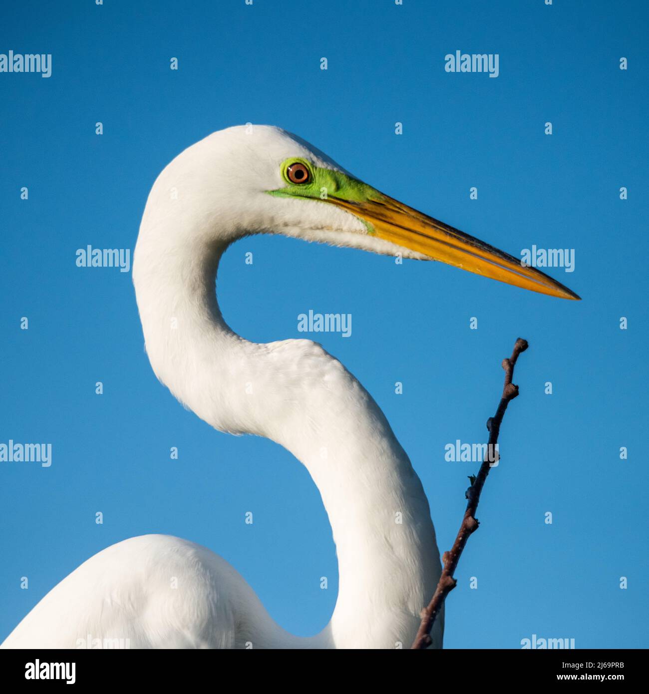 Great Egret Portrait Stock Photo - Alamy