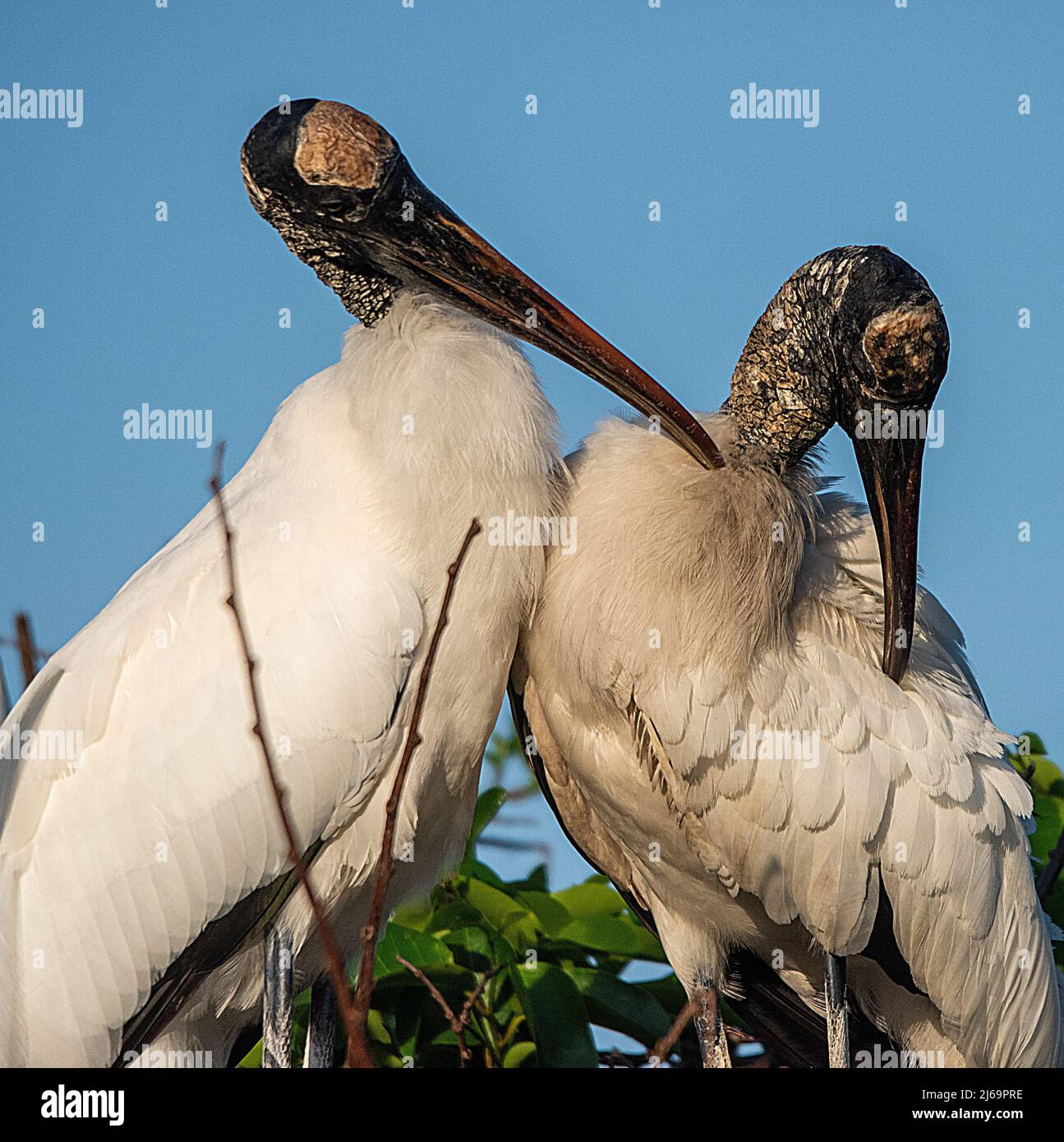 Stork couple hi-res stock photography and images - Alamy