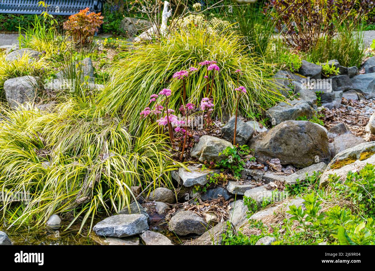 Plants and flowers grow by a dry stream bed in Seatac, Washington Stock ...