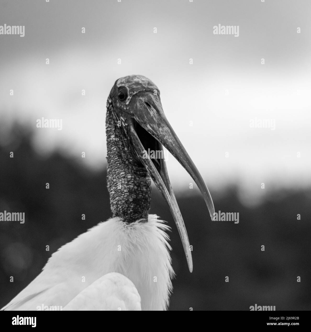 Stork beak open Black and White Stock Photos & Images - Alamy