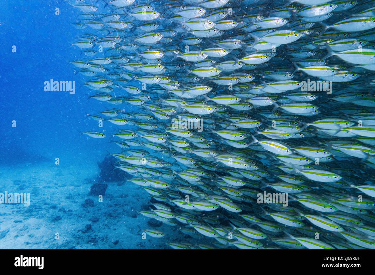 Fusilier fish hi-res stock photography and images - Alamy