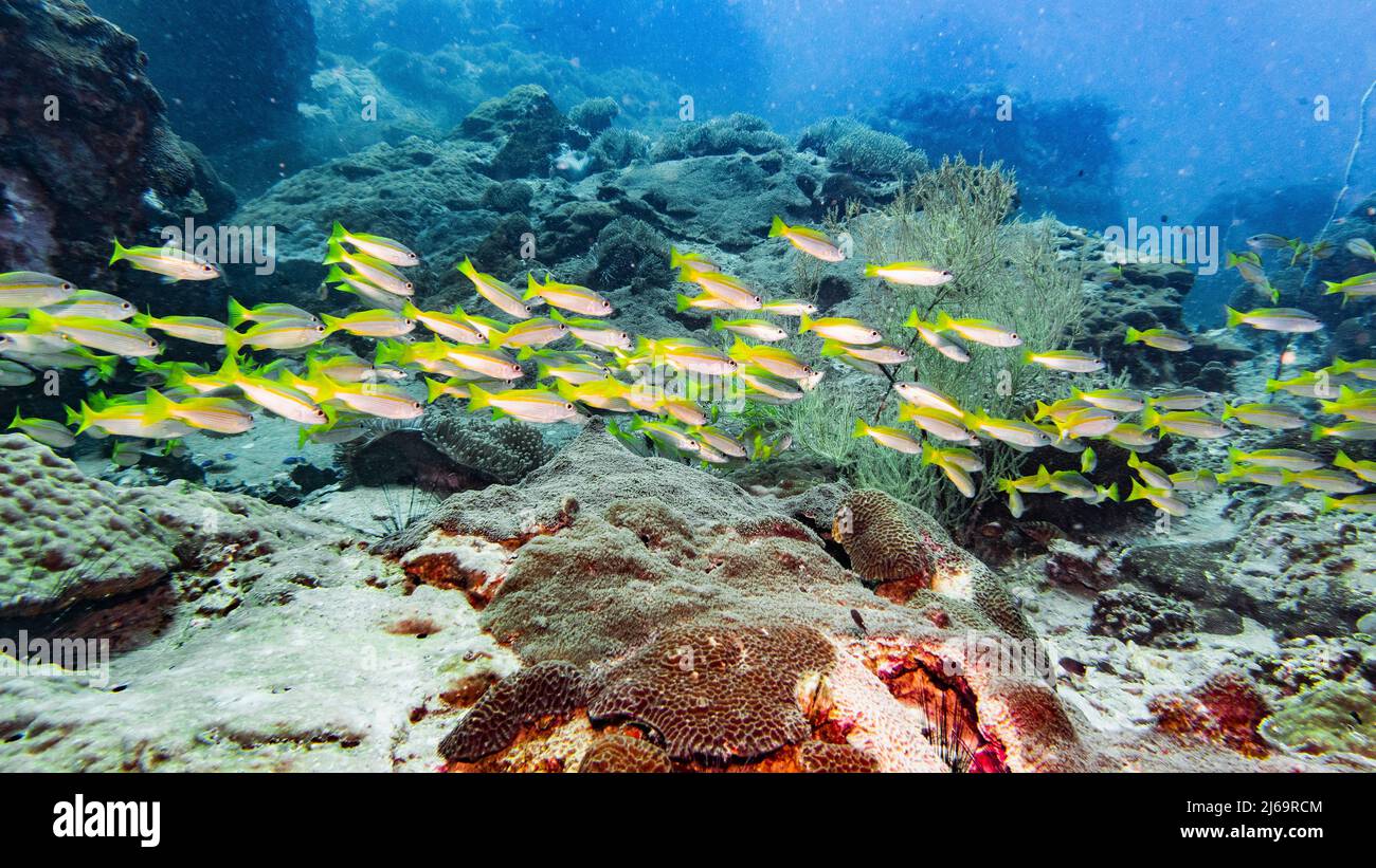 Fusilier fish hi-res stock photography and images - Alamy