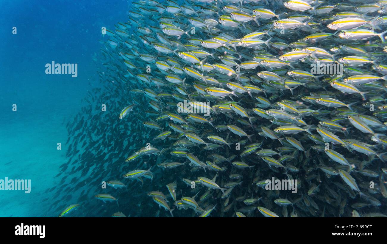 Fusilier fish hi-res stock photography and images - Alamy
