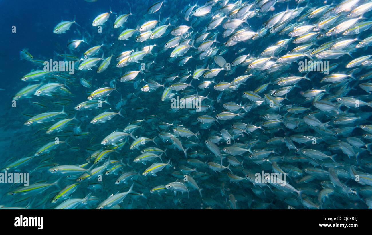 Fusilier fish hi-res stock photography and images - Alamy