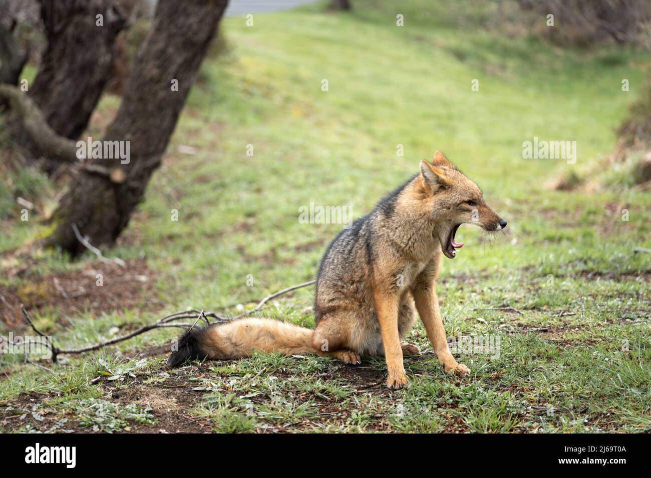 A red fox with its mouth wide open Stock Photo - Alamy
