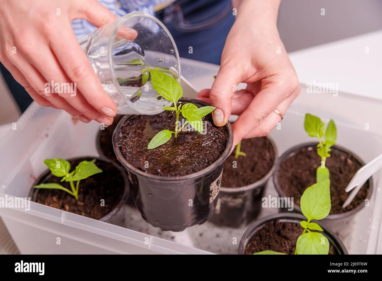 Watering seedlings in pots hi-res stock photography and images - Alamy