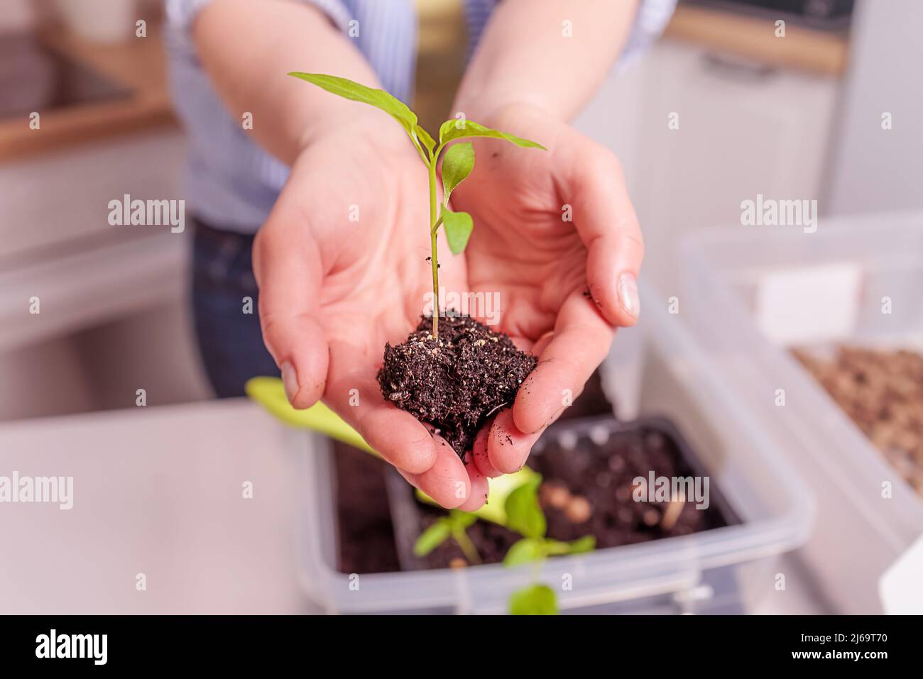 New life concept botany seedling hi-res stock photography and images ...